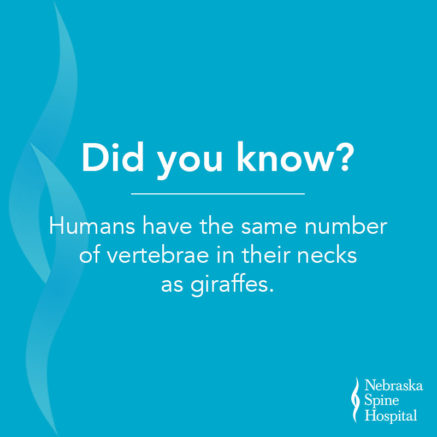 Fascinating Facts About Your Spine - Nebraska Spine Hospital