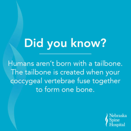 Fascinating Facts About Your Spine - Nebraska Spine Hospital